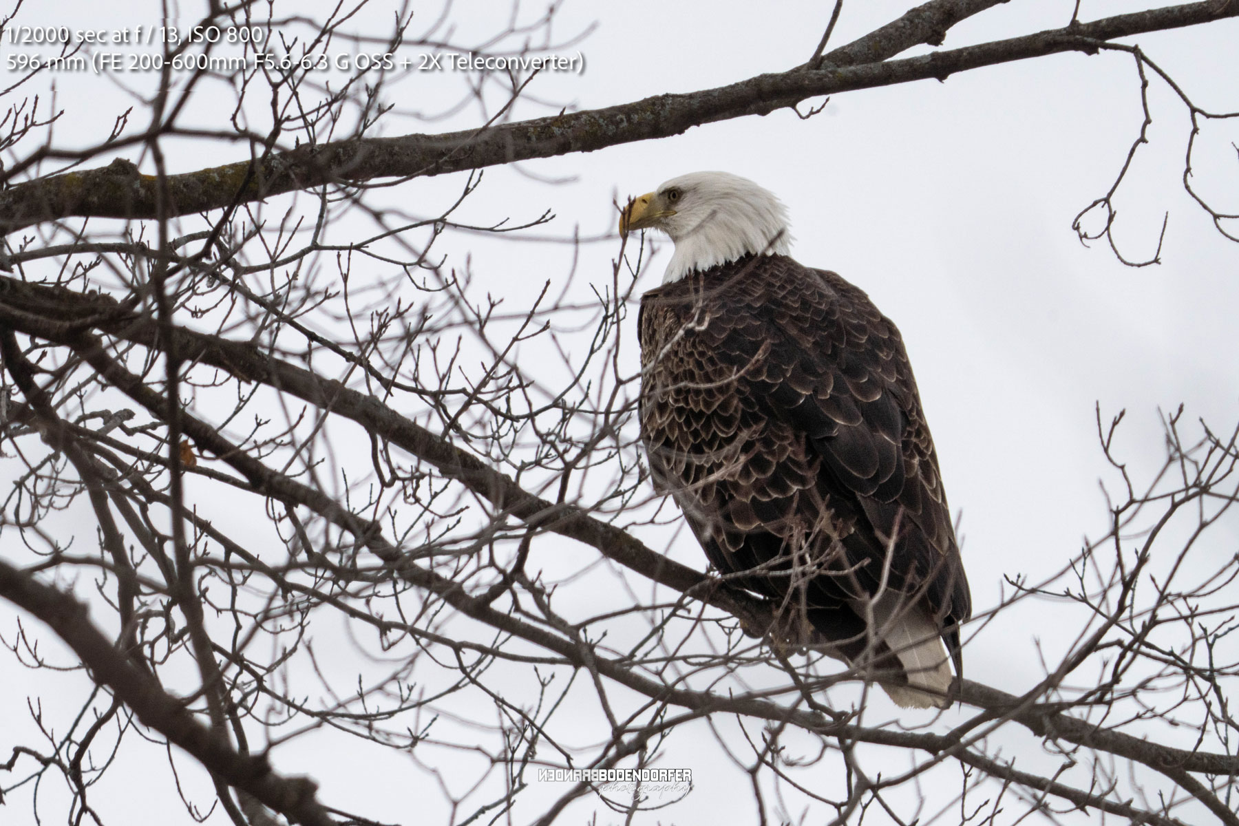 Photography of Eagles at the National Eagle Center - WiscoLens