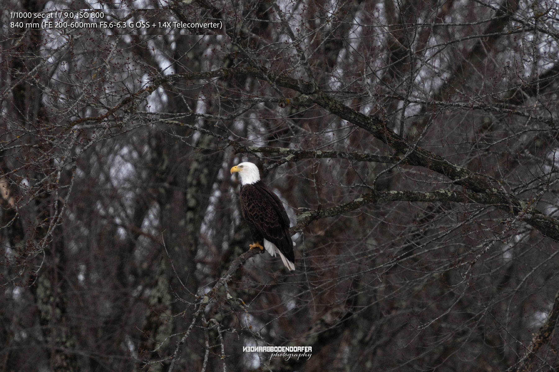 Photography of Eagles at the National Eagle Center - WiscoLens