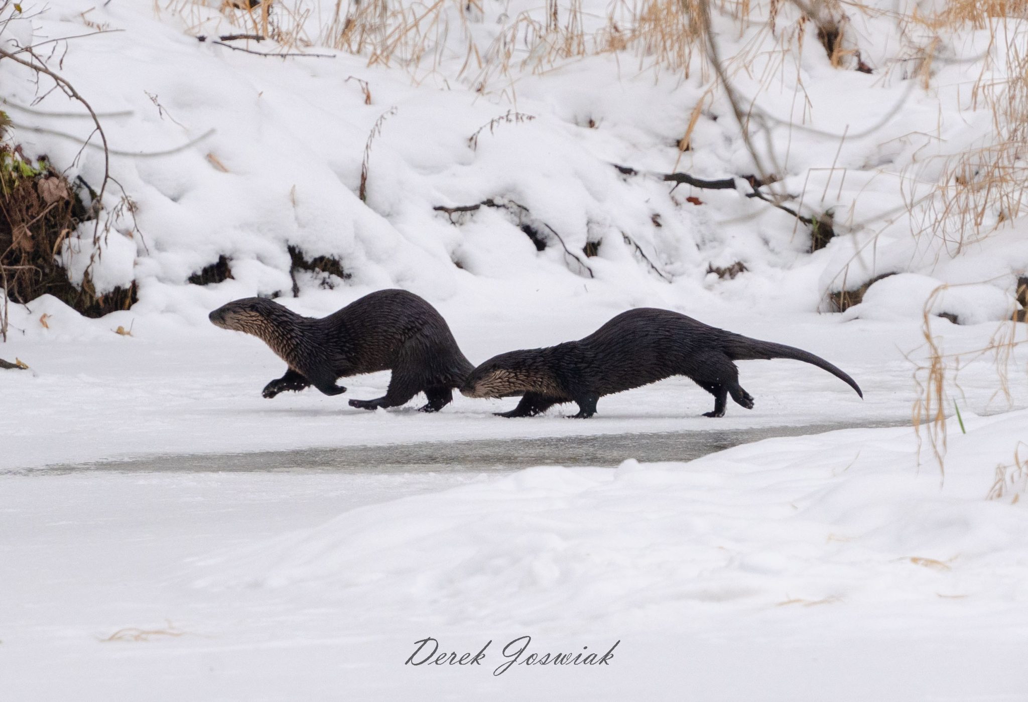 Fascinating Wisconsin River Otters: Tips for shooting with Sony A7C and ...